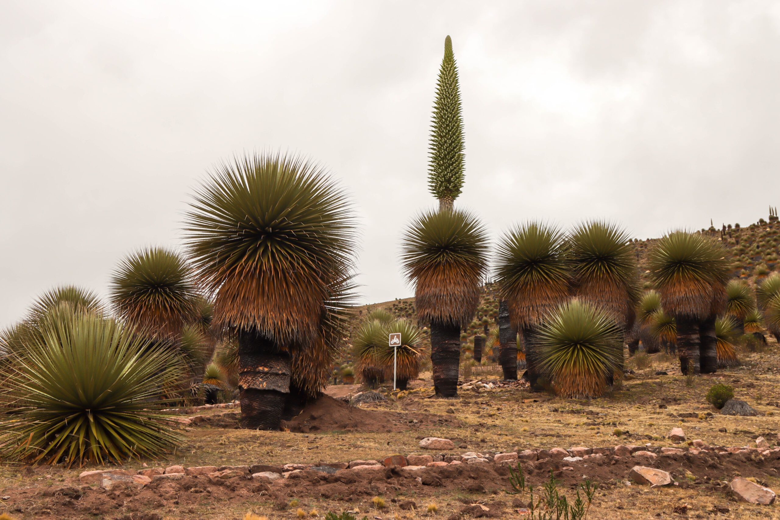 Puya Raimondi "Titanka" - Titankayocc